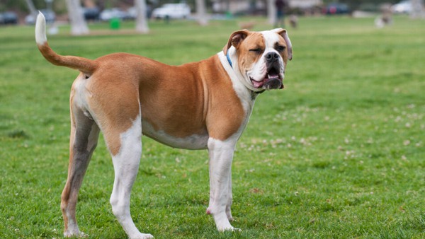 Moselle : une fillette de 7 ans mordue et griffée par un chien sorti d ... Moselle : une fillette de 7 ans mordue et griffée par un chien sorti d ...