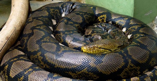 Une femme portée disparue retrouvée dans le ventre d’un python géant