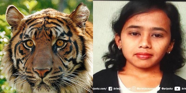 Il chasse un tigre mais l'envoie vers sa nièce et l'animal la dévore ...